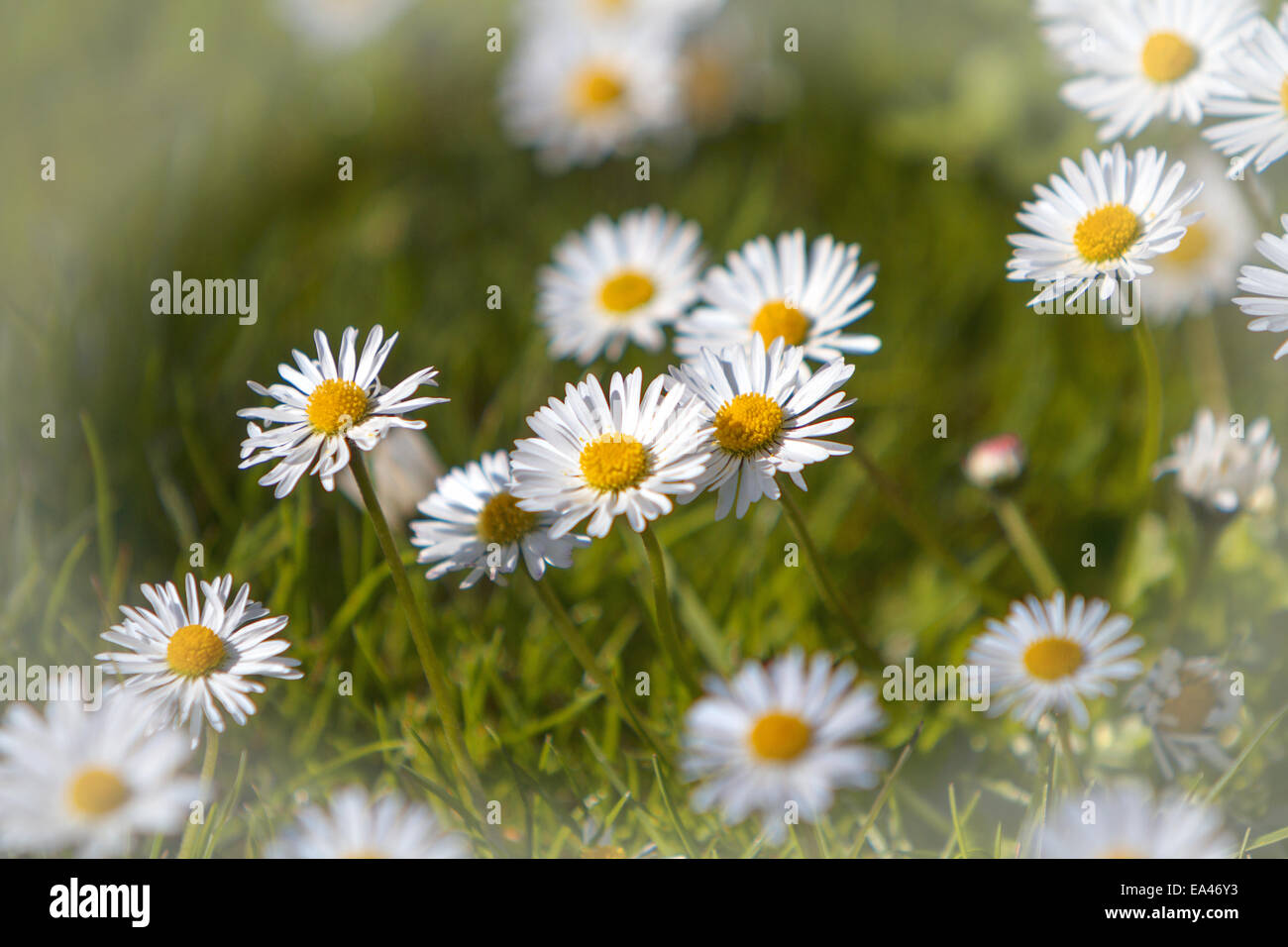 Daisy meadow hi-res stock photography and images - Alamy