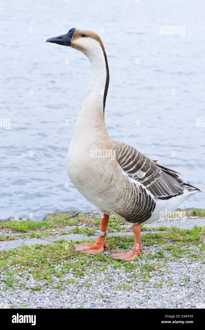 Swan goose swim hi-res stock photography and images - Alamy