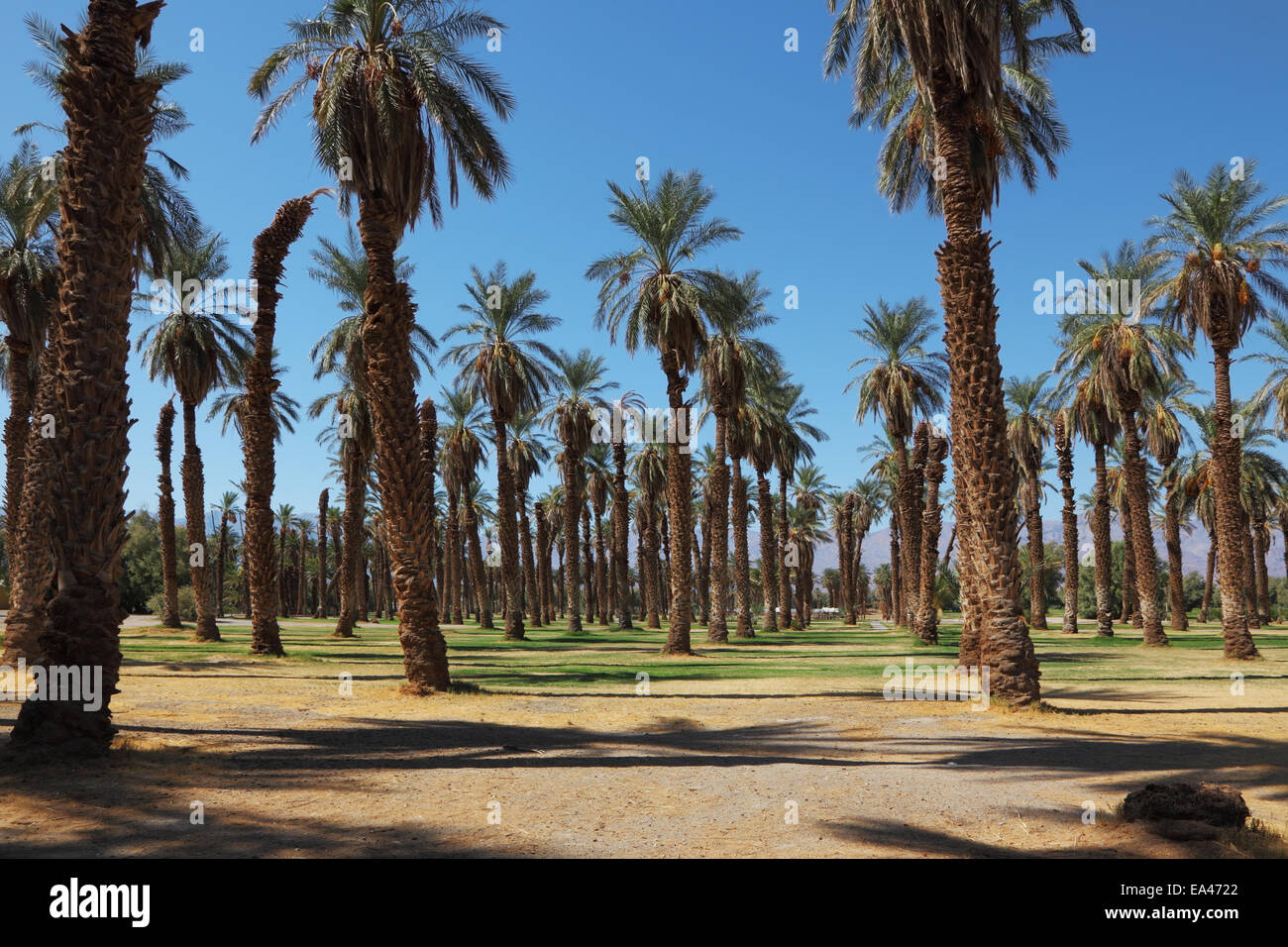 Palm grove in the oasis Furnace Creek Stock Photo - Alamy