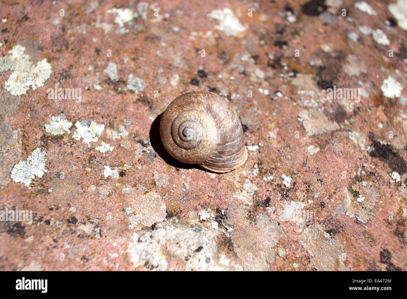 Snail Texture High Resolution Stock Photography and Images - Alamy