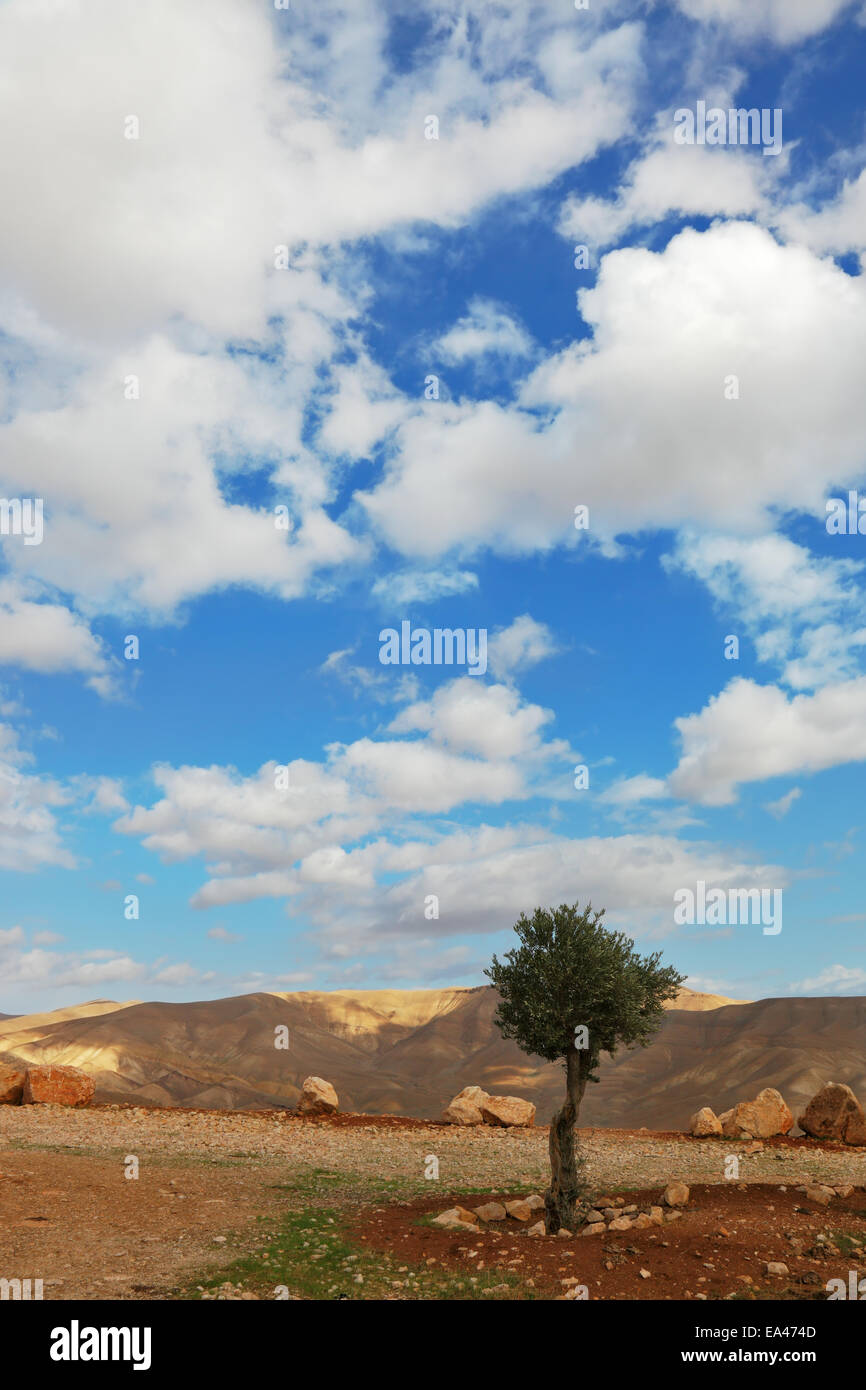 Small trees on the viewing platform Stock Photo - Alamy