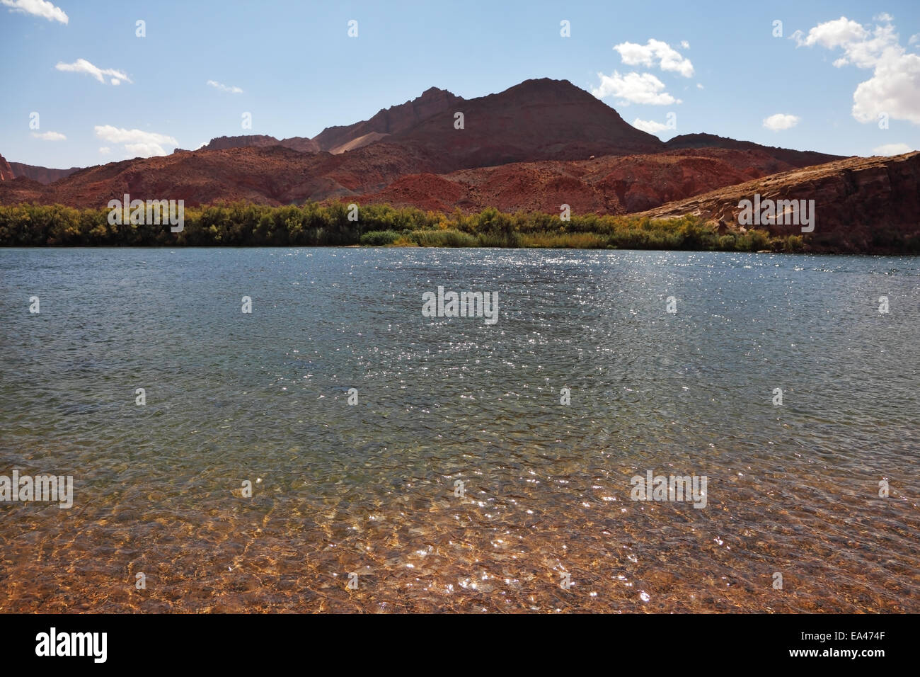 Colorado river wildlife hi-res stock photography and images - Alamy