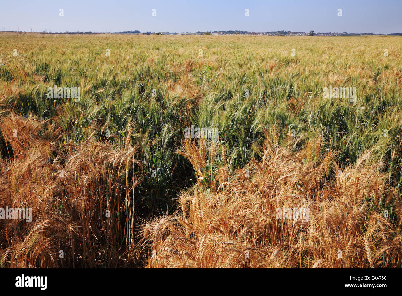 The big yellow field before harvesting Stock Photo - Alamy