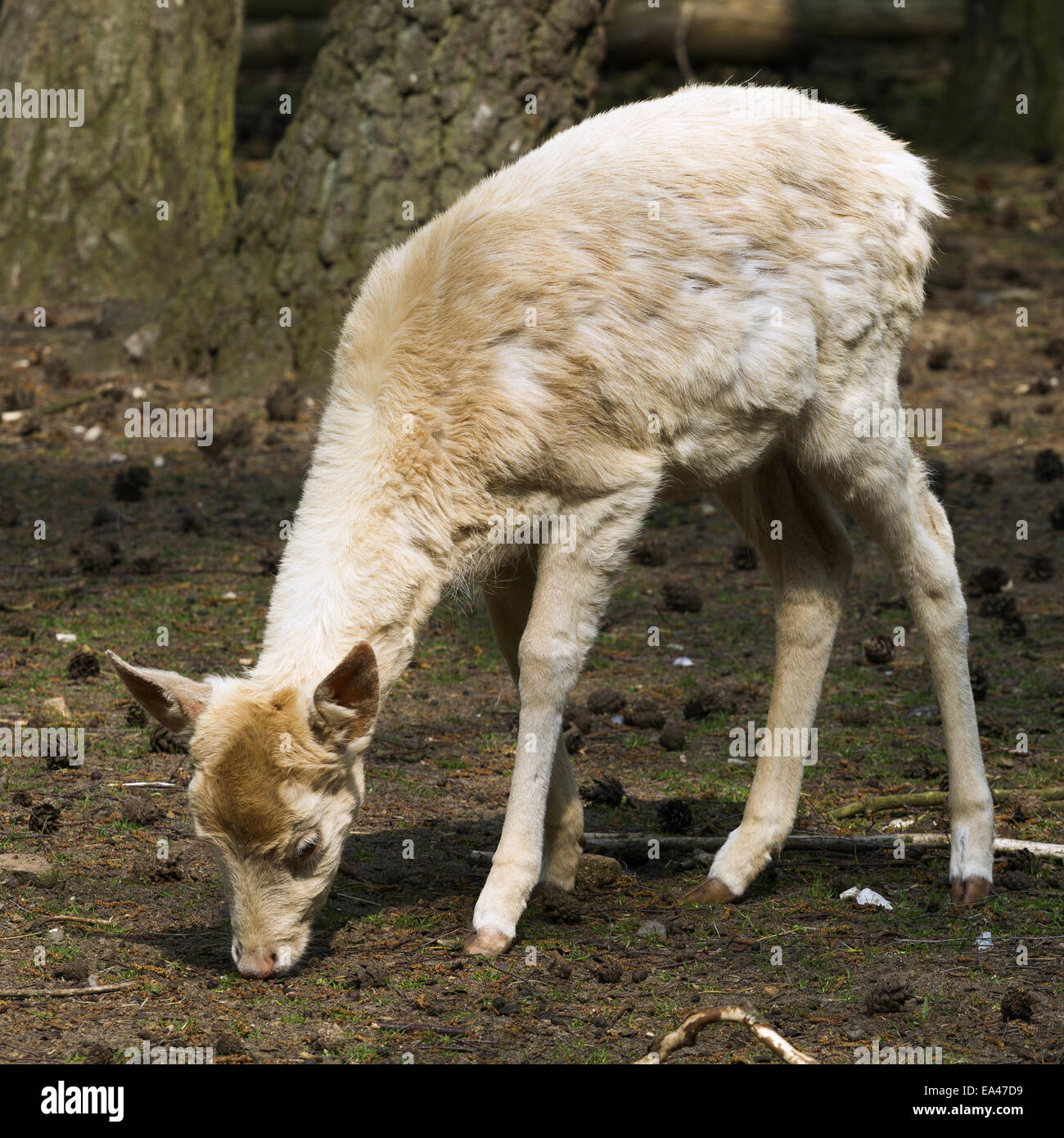 Kitz stehend hi-res stock photography and images - Alamy
