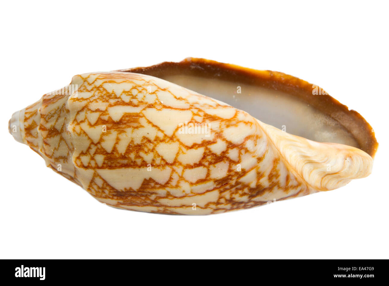 Sea shell colors Cut Out Stock Images & Pictures - Alamy