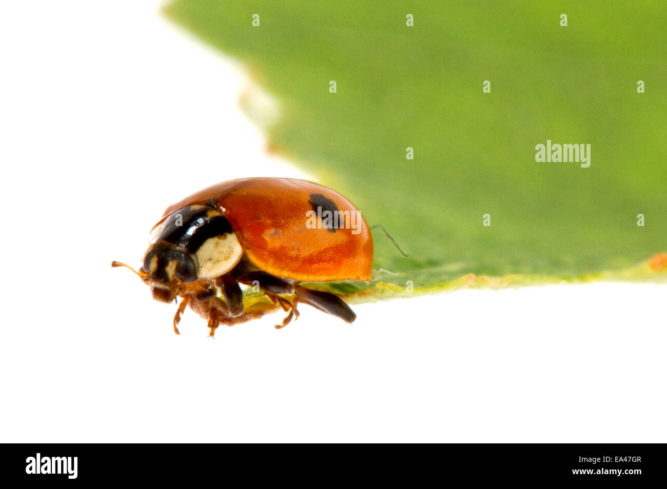 Ladybug on a leafle Stock Photo - Alamy