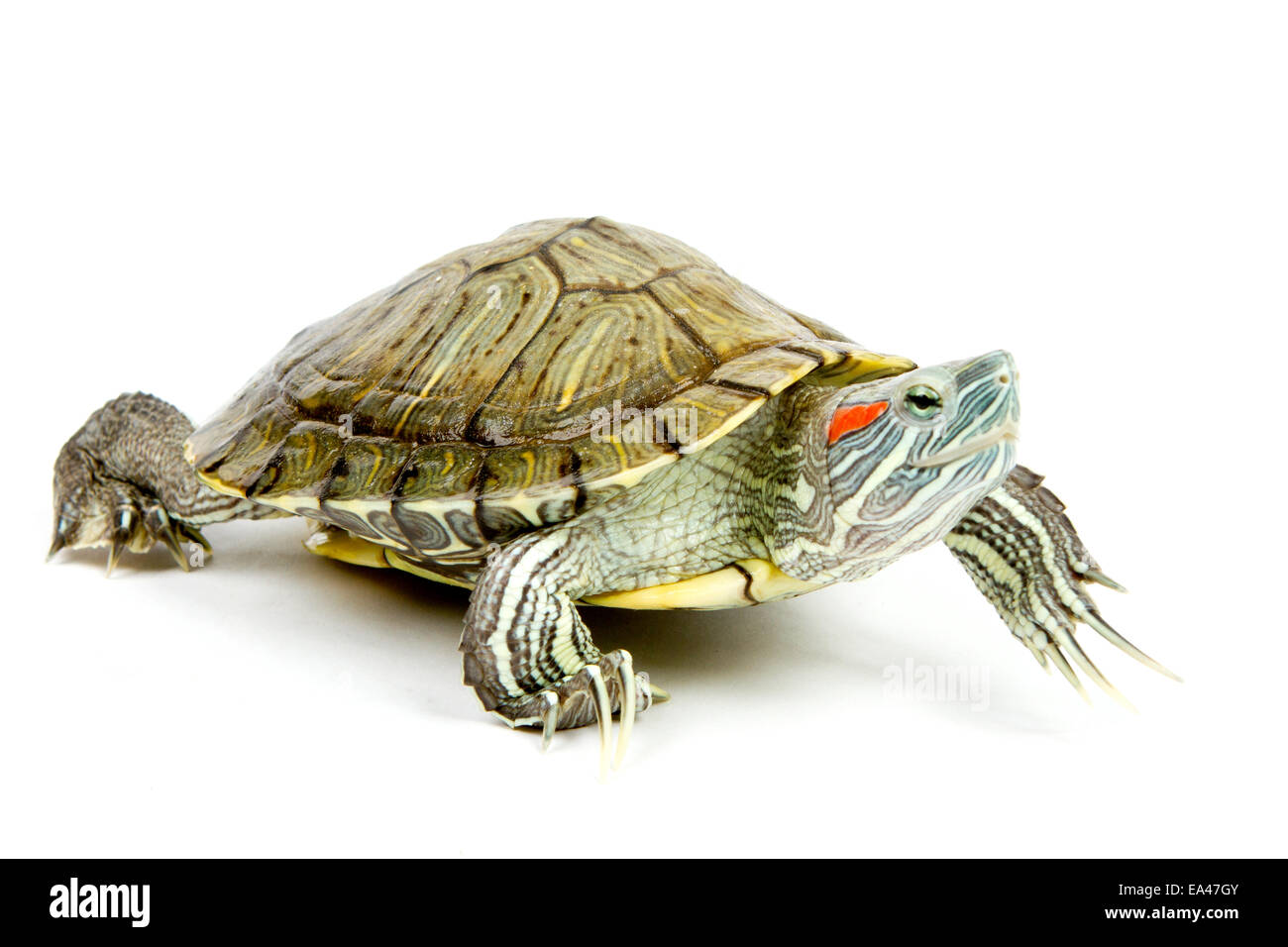 Native reptiles Cut Out Stock Images & Pictures - Alamy
