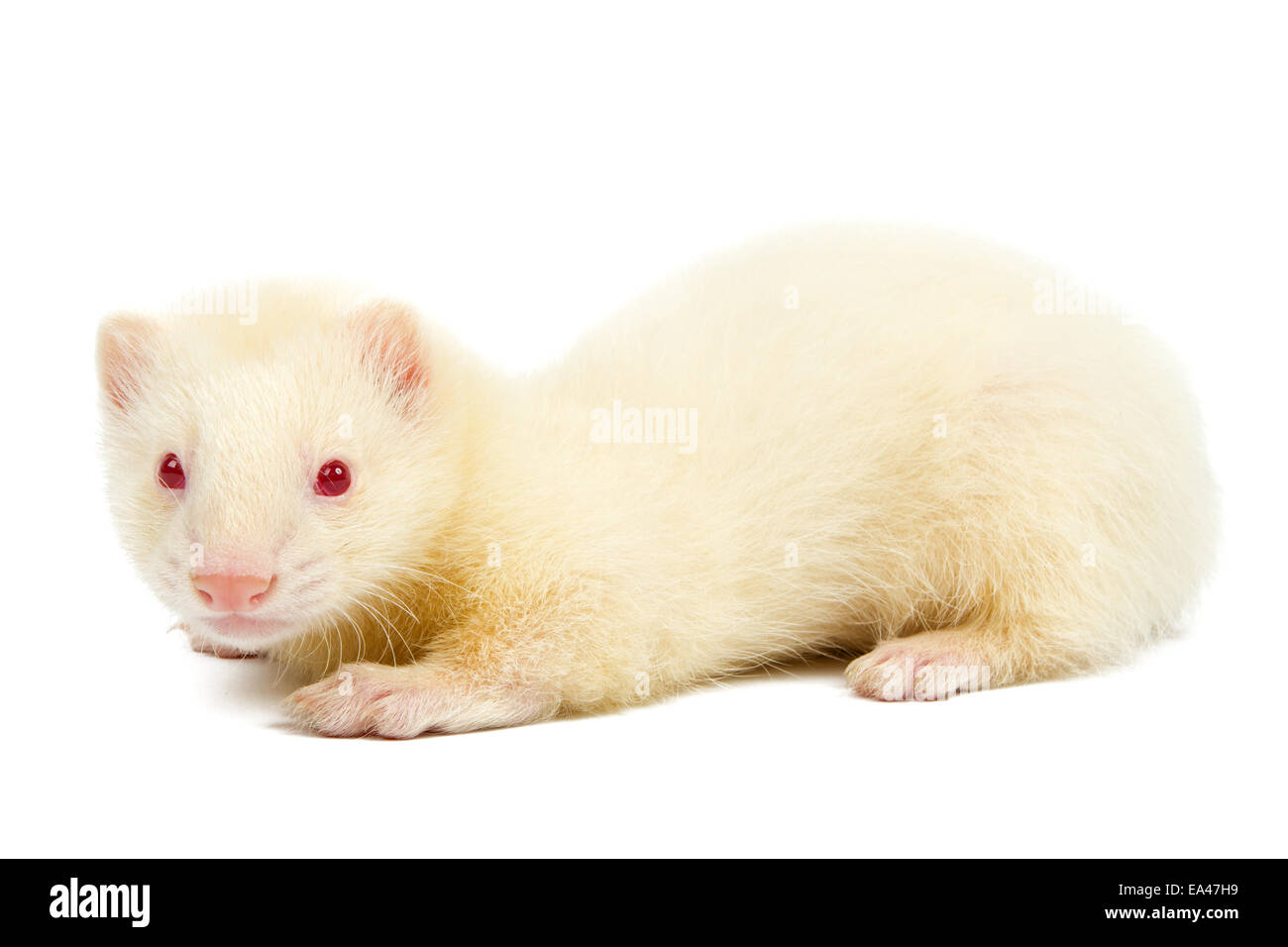 Male ferret hi-res stock photography and images - Alamy