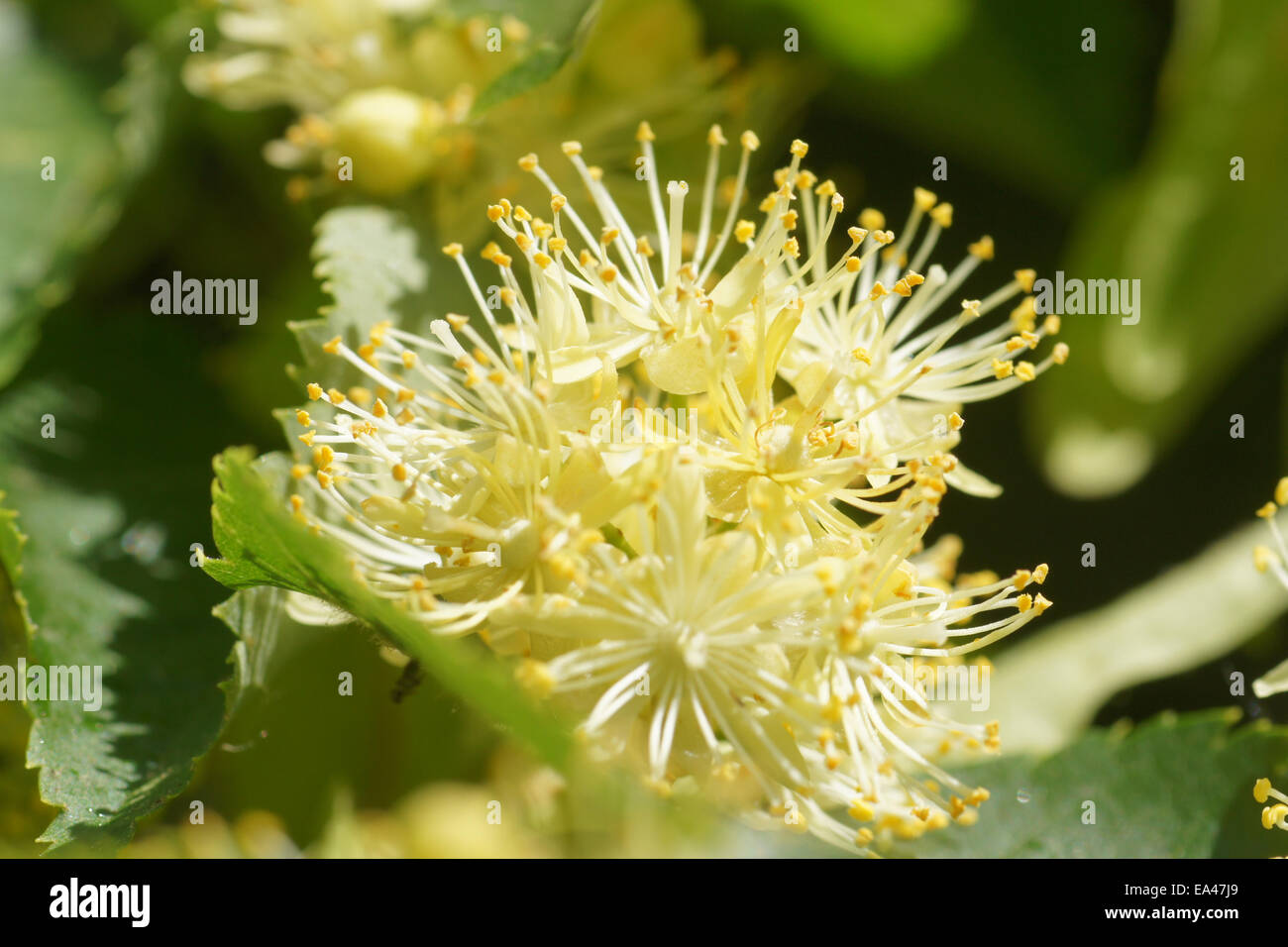 Small leaved lime leaves hi-res stock photography and images - Alamy