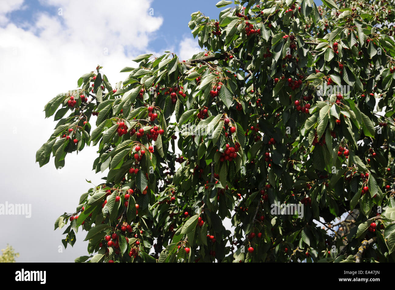 Sweet cherry tree Stock Photo - Alamy