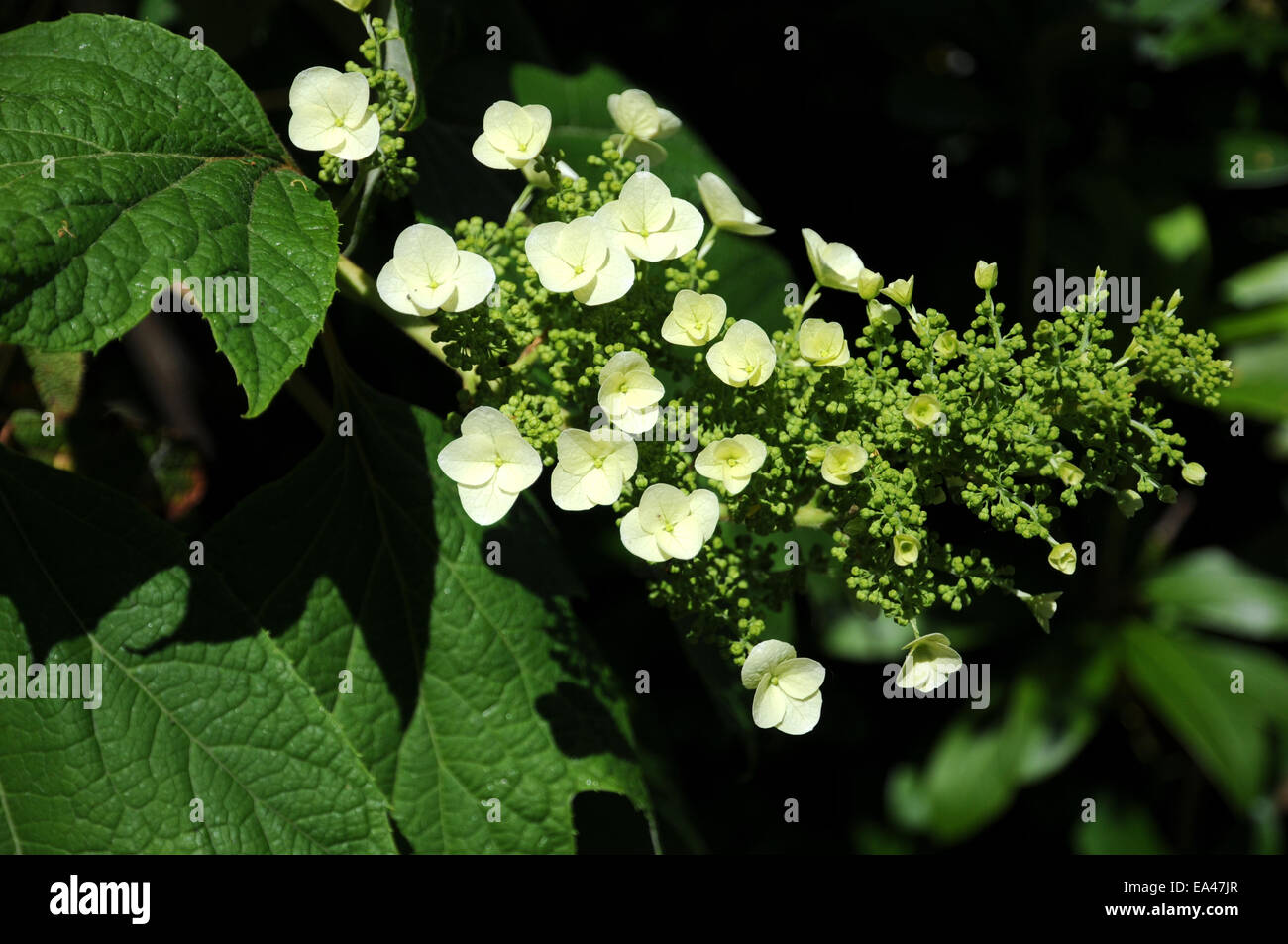Hydrangea leaf hi-res stock photography and images - Alamy