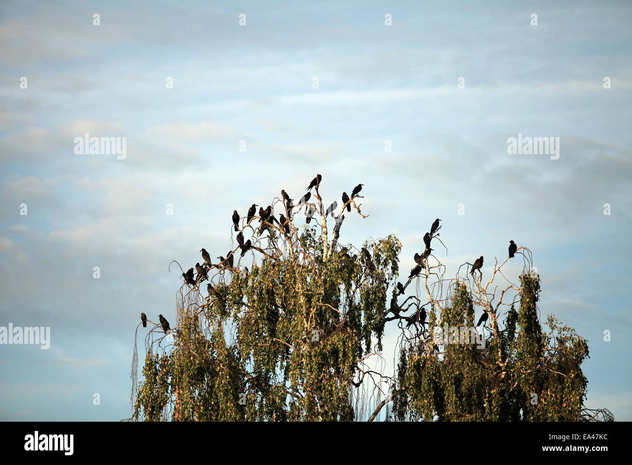 Crows and tree hi-res stock photography and images - Alamy