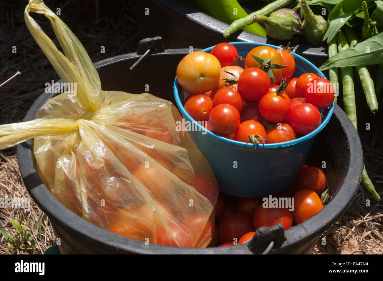 Fruits and vegetables at a barter market in Lembata Island, Indonesia ...