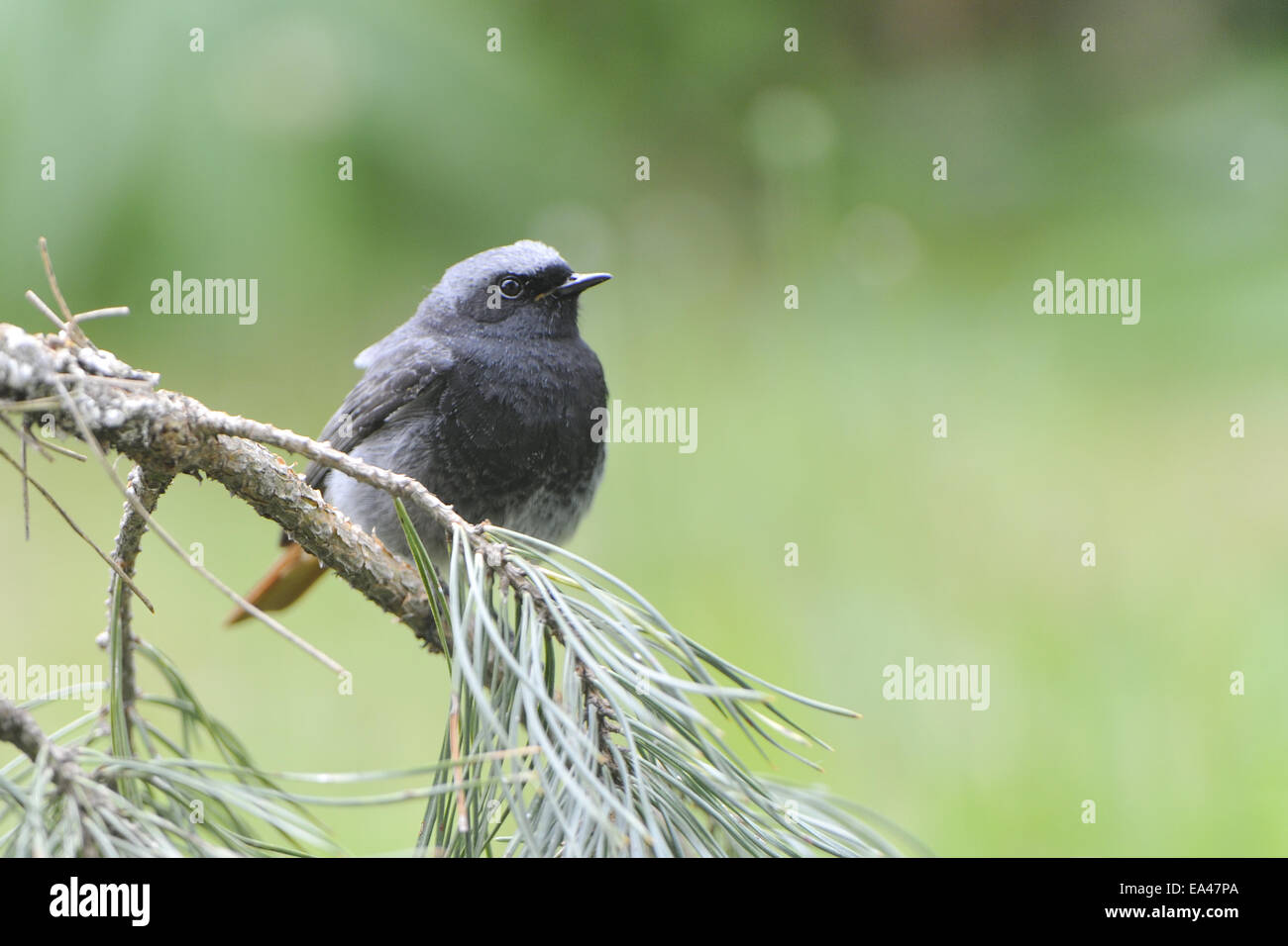 Breeding redstart hi-res stock photography and images - Alamy