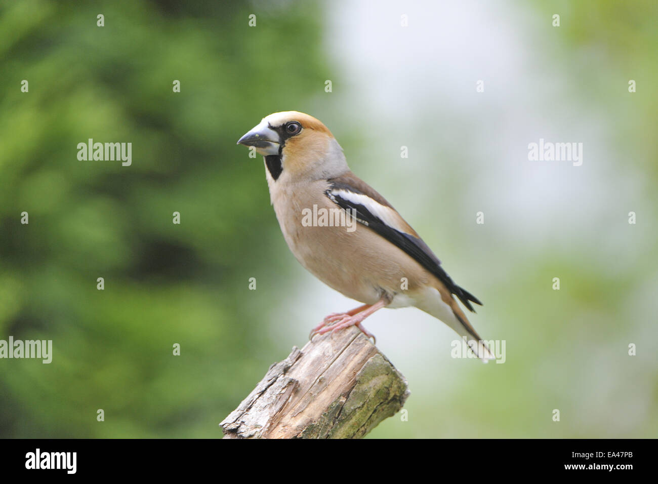 European hawfinch hi-res stock photography and images - Alamy