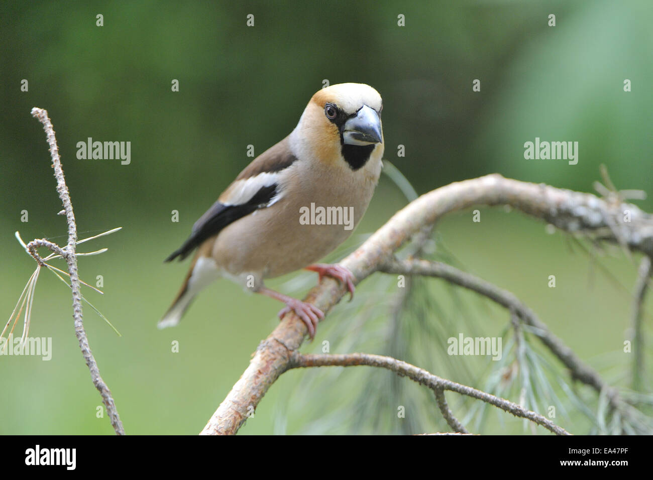 Hawfinch singing hi-res stock photography and images - Alamy