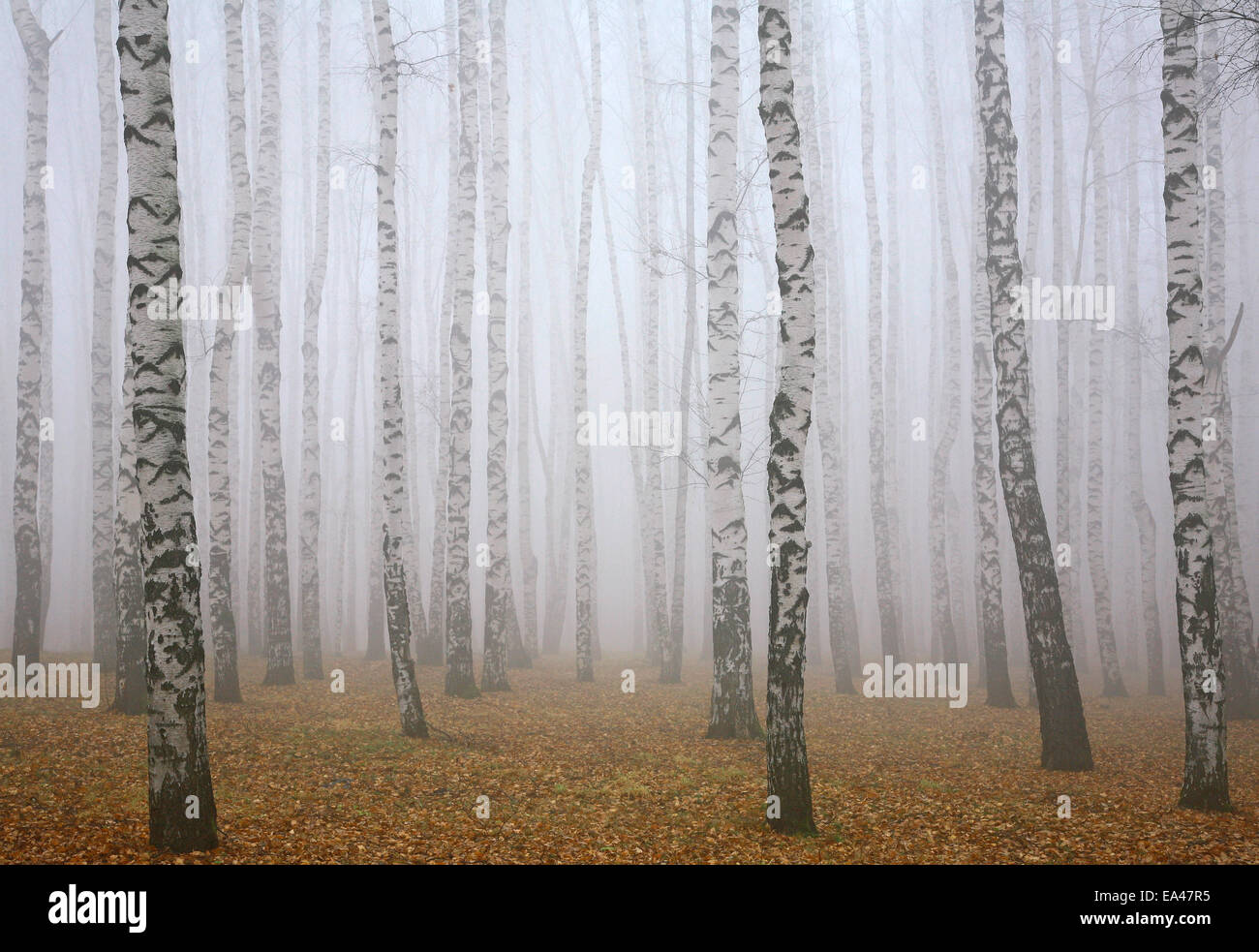 Deeply forest hi-res stock photography and images - Alamy