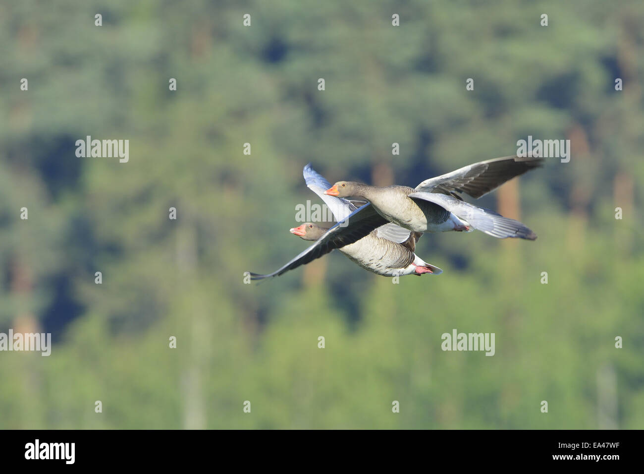 Geese goose takeoff start hi-res stock photography and images - Alamy