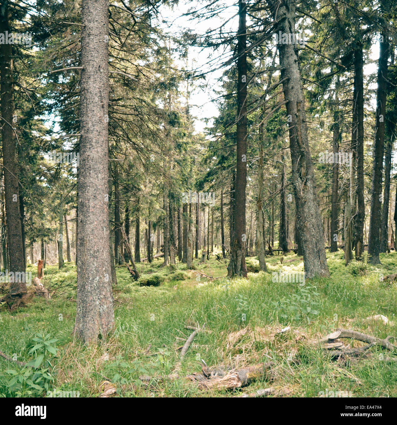 the Harz forest dieback Stock Photo - Alamy