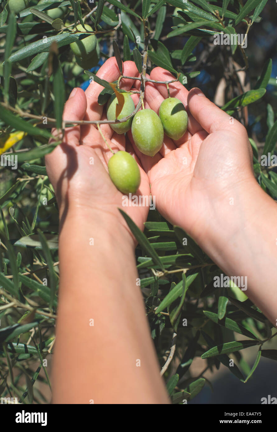 Hand holding olive tree branch. Sun light Stock Photo - Alamy