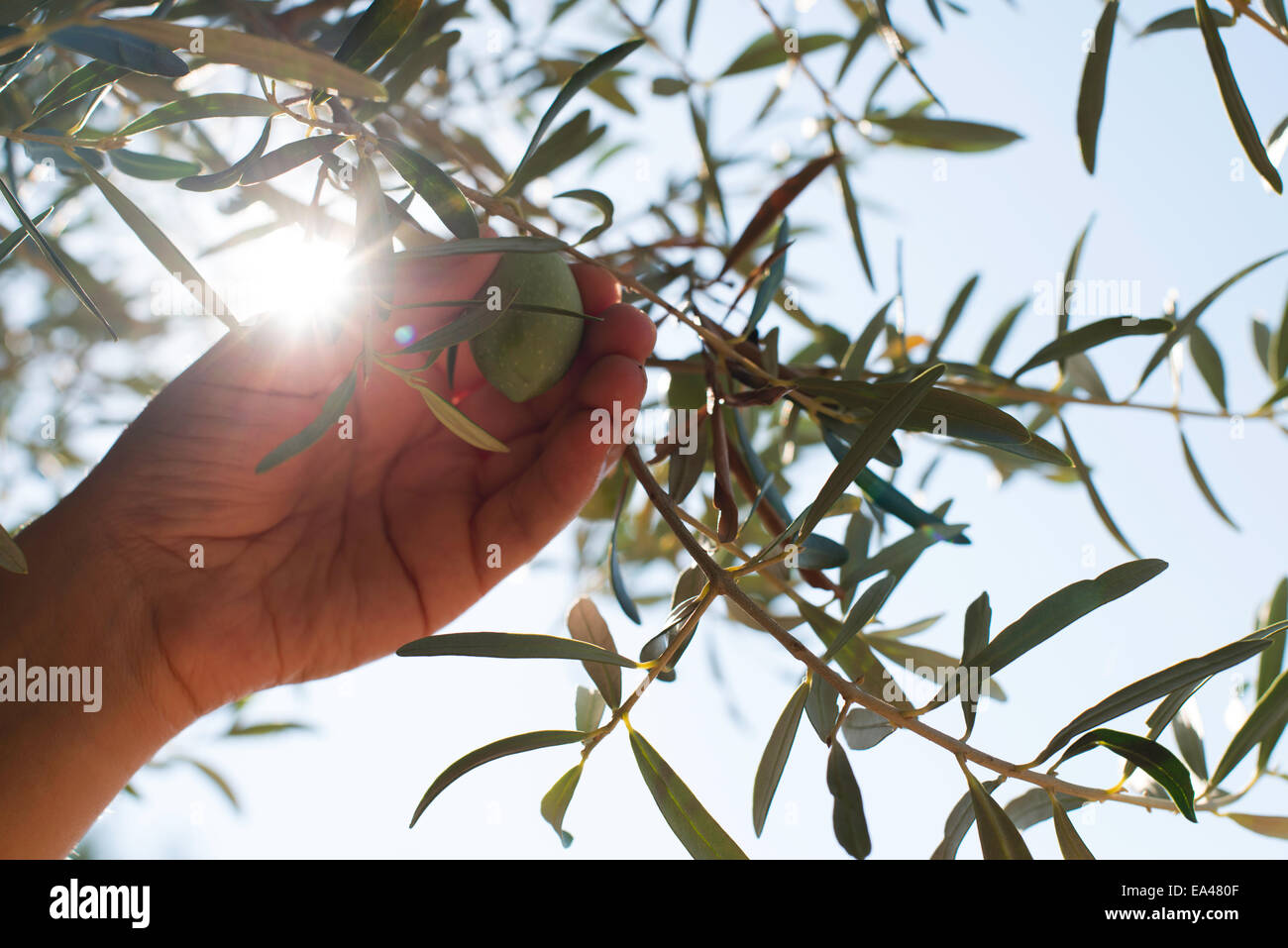 Hand holding tree branch hi-res stock photography and images - Alamy
