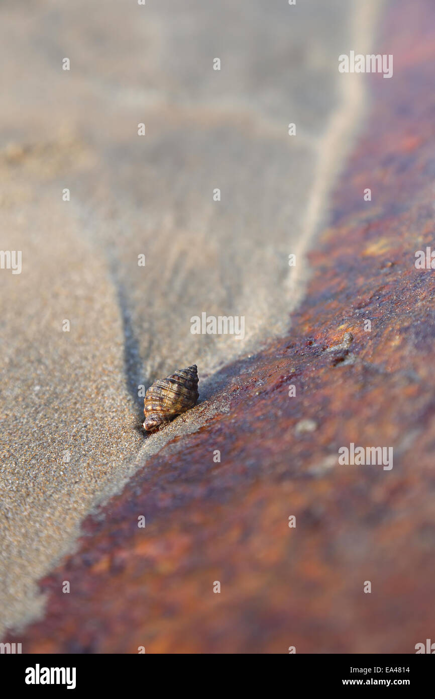 Conch stone hi-res stock photography and images - Alamy