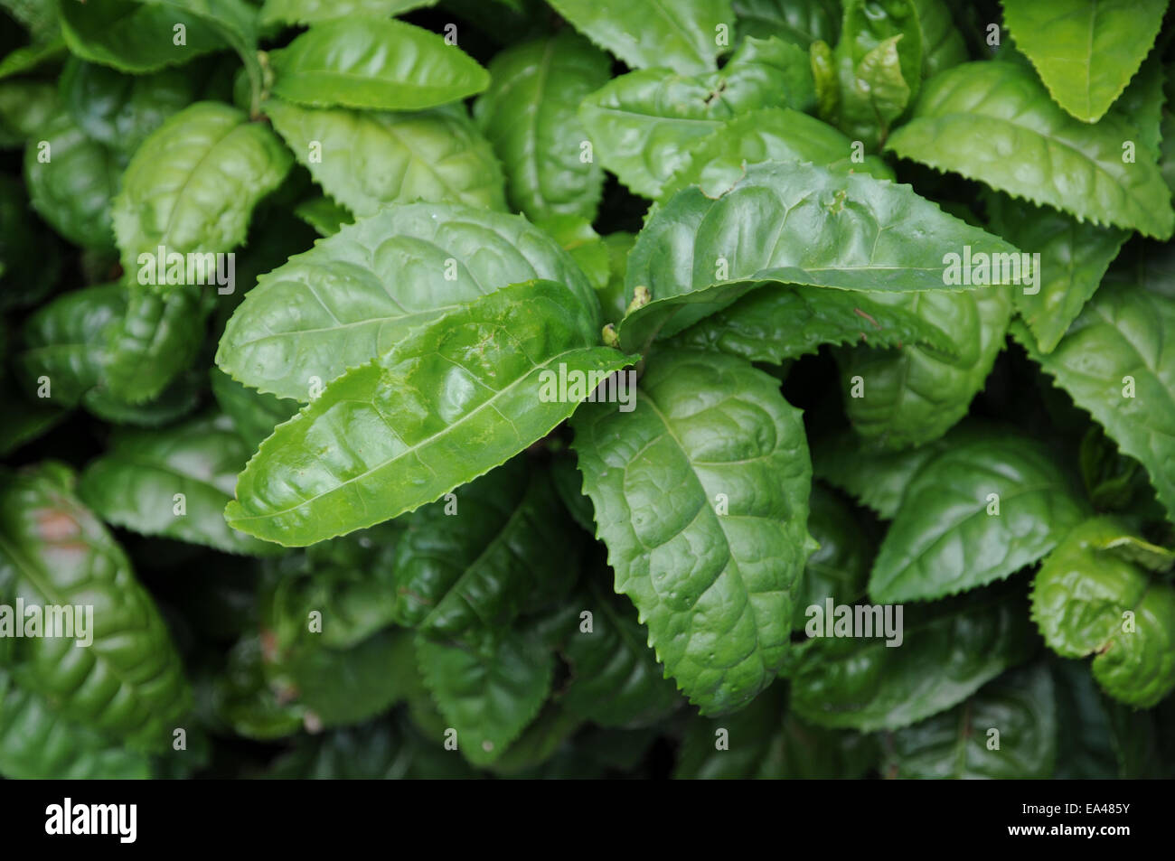 Chinese tea shrub hi-res stock photography and images - Alamy