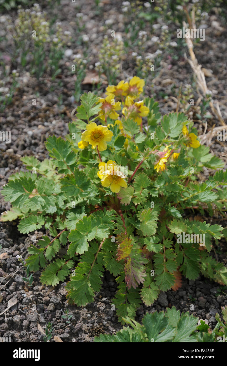 Geum Reptans High Resolution Stock Photography and Images - Alamy