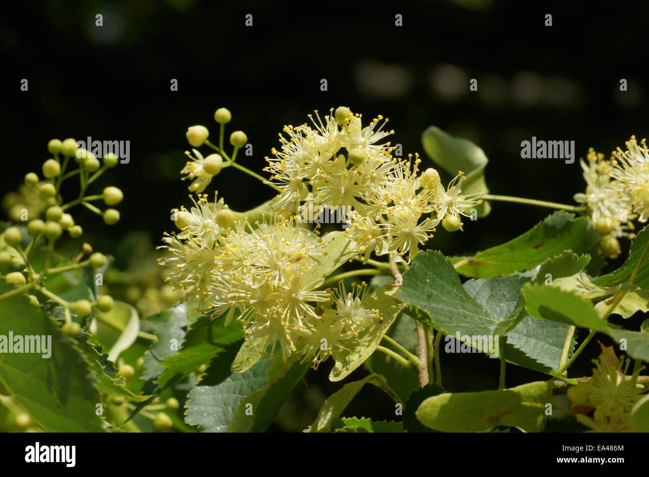 Smallleaved hi-res stock photography and images - Alamy