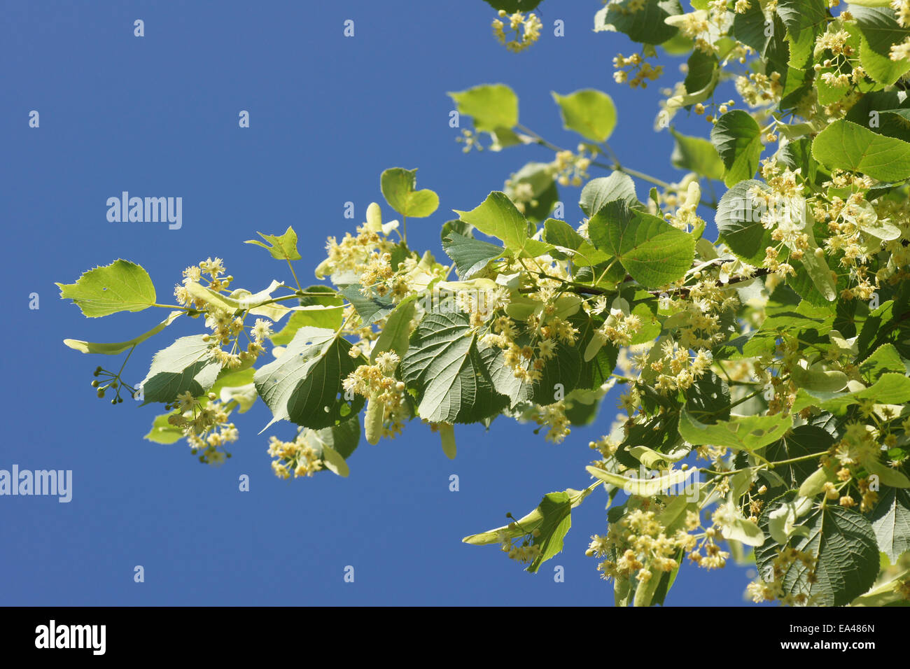 Smallleaved hi-res stock photography and images - Alamy