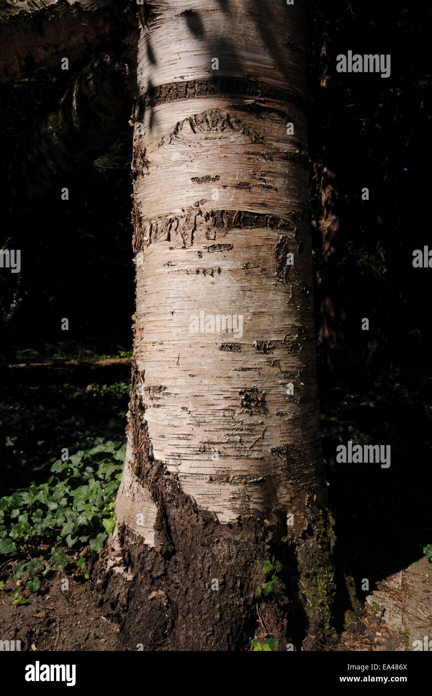Paper birch leaf hi-res stock photography and images - Alamy