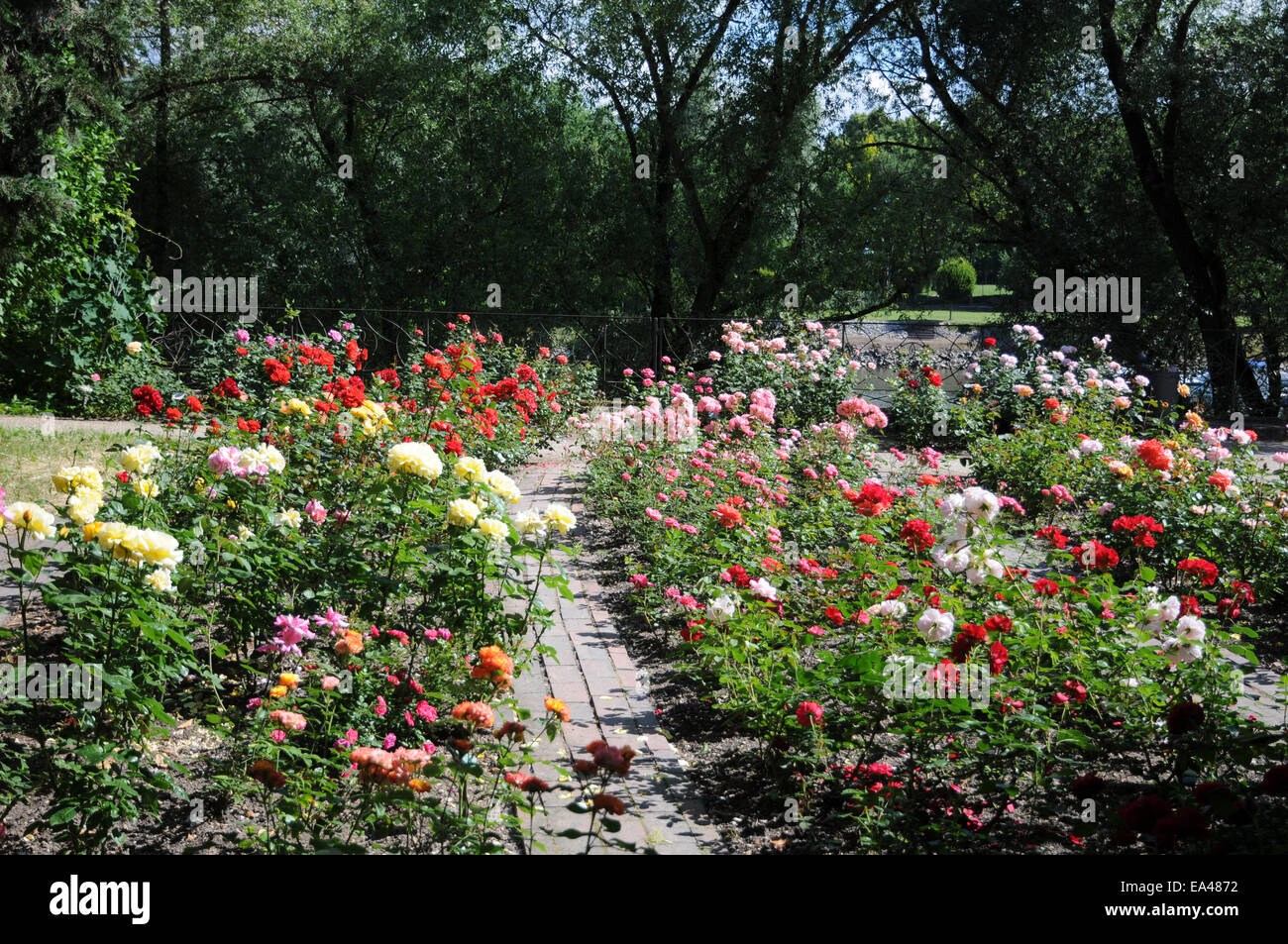 Rose garden hi-res stock photography and images - Alamy