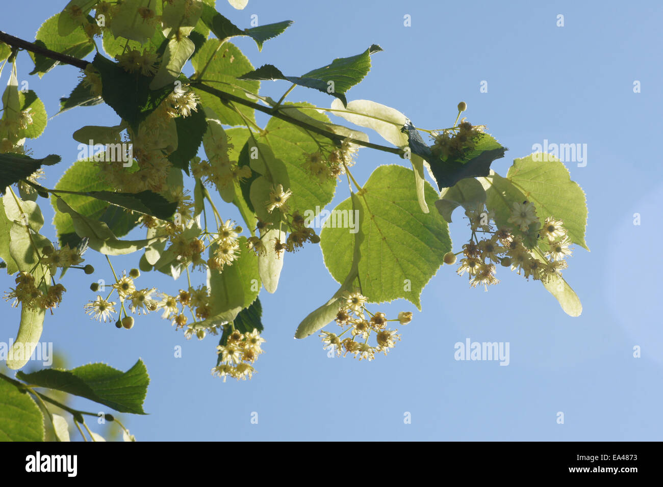 Small leaved lime leaves hi-res stock photography and images - Alamy