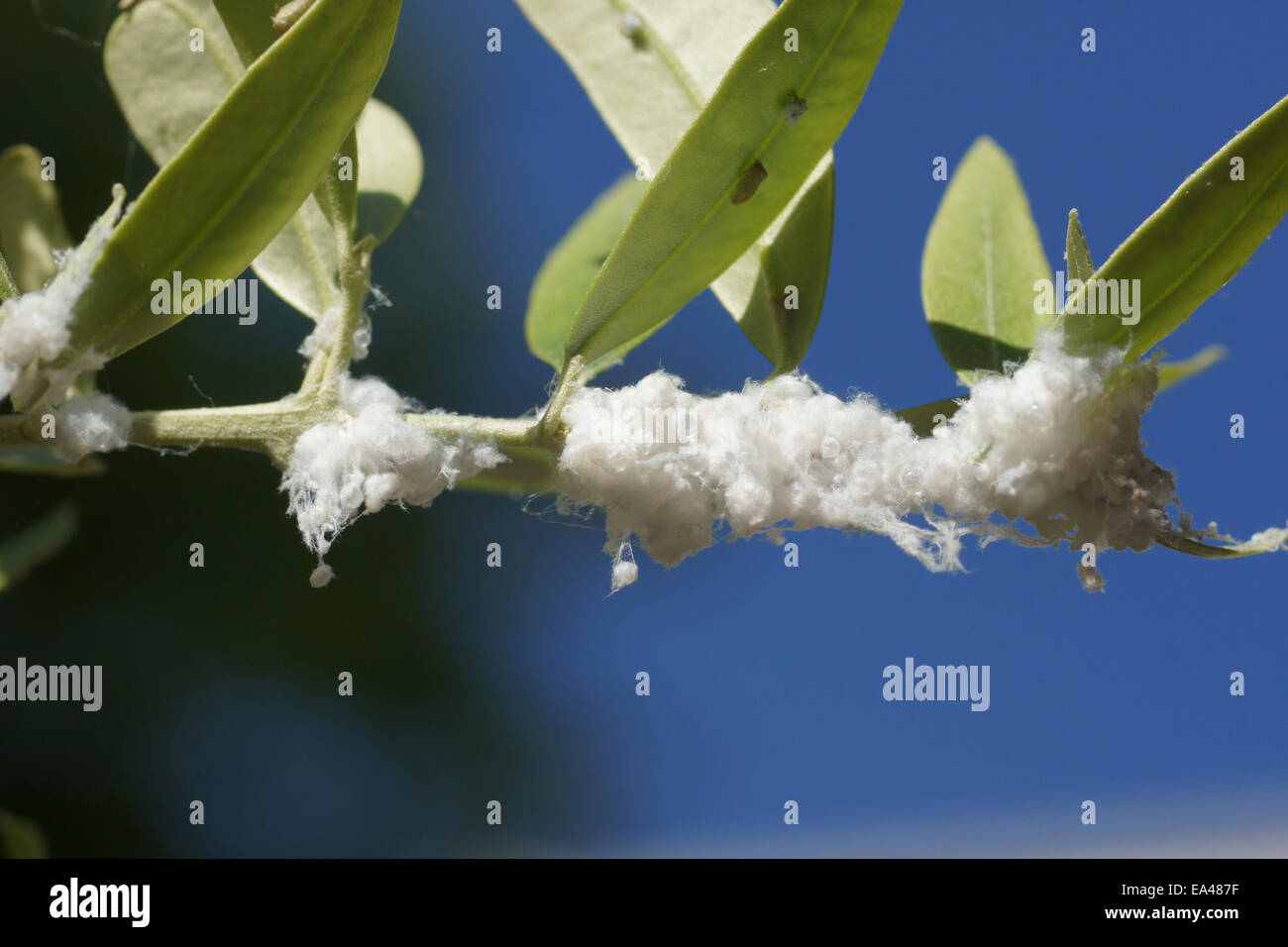 Mealy bugs hi-res stock photography and images - Alamy