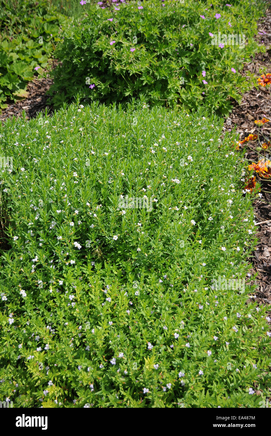 Sumpf arten hi-res stock photography and images - Alamy