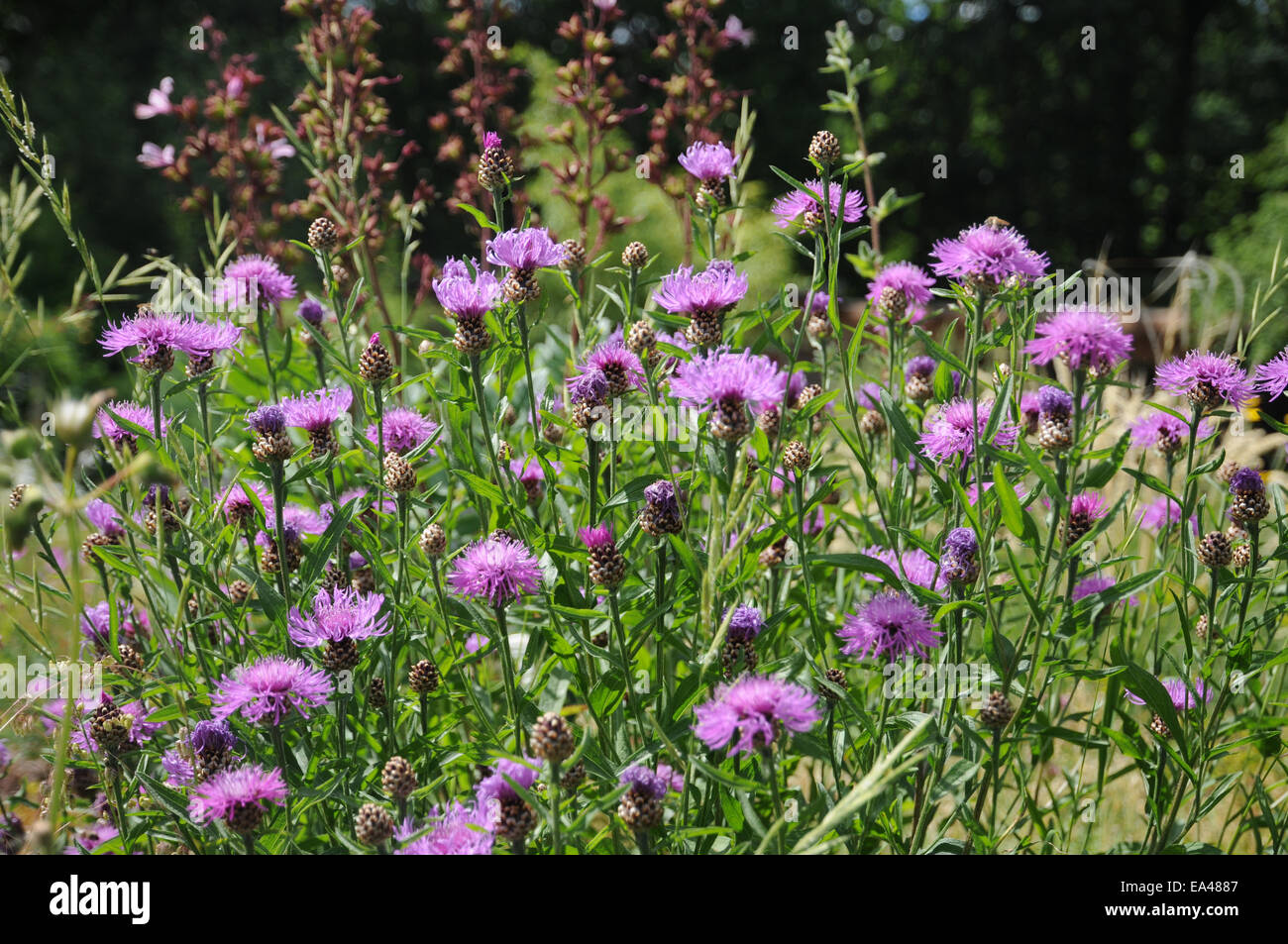 Brownray knapweeds hi-res stock photography and images - Alamy