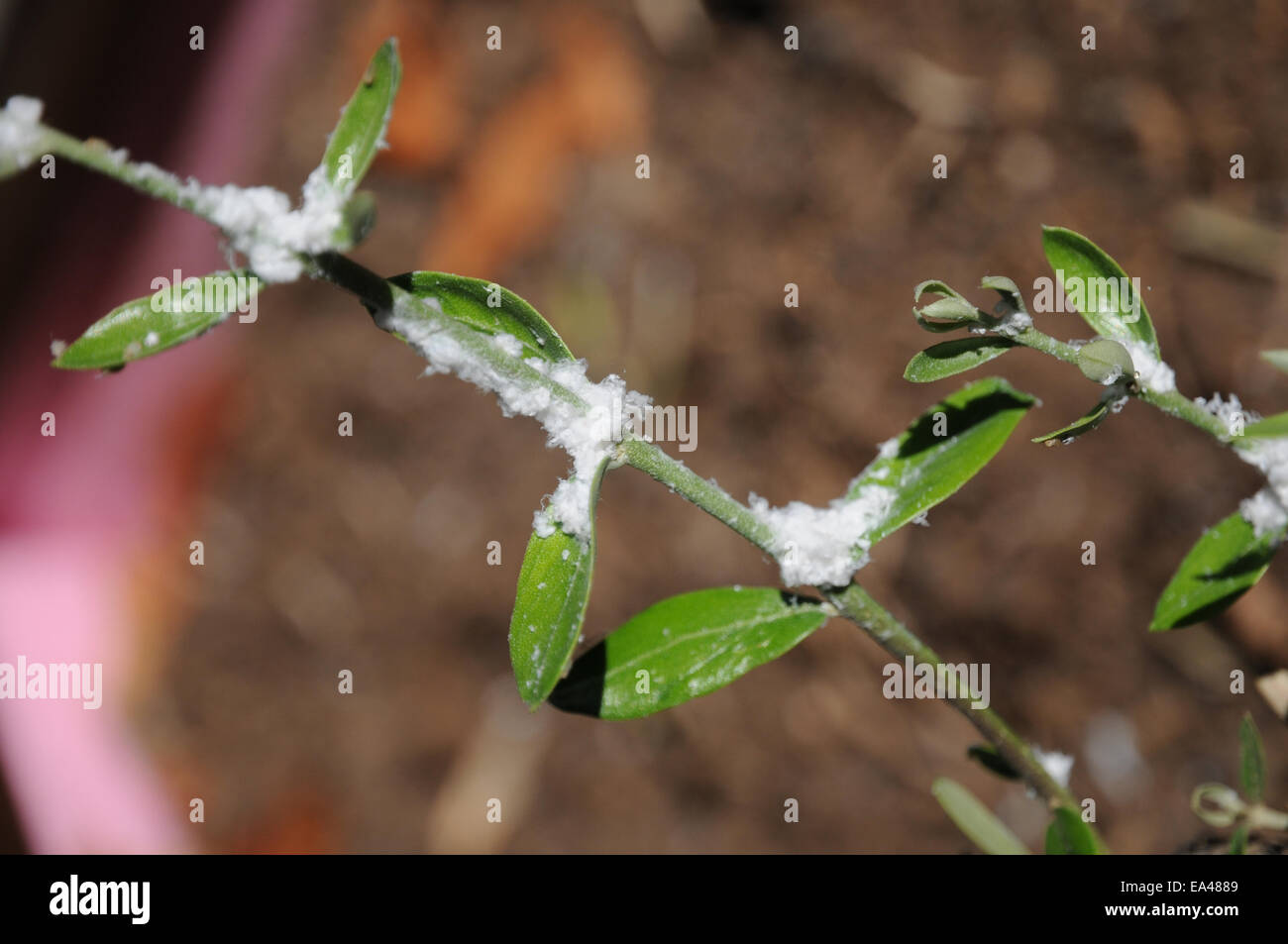 Mealy bugs hi-res stock photography and images - Alamy
