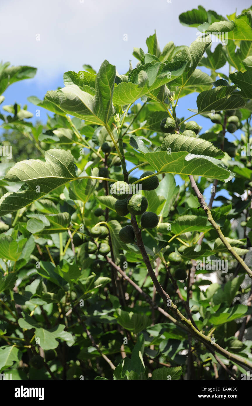 Fruit fig plant bush hi-res stock photography and images - Alamy