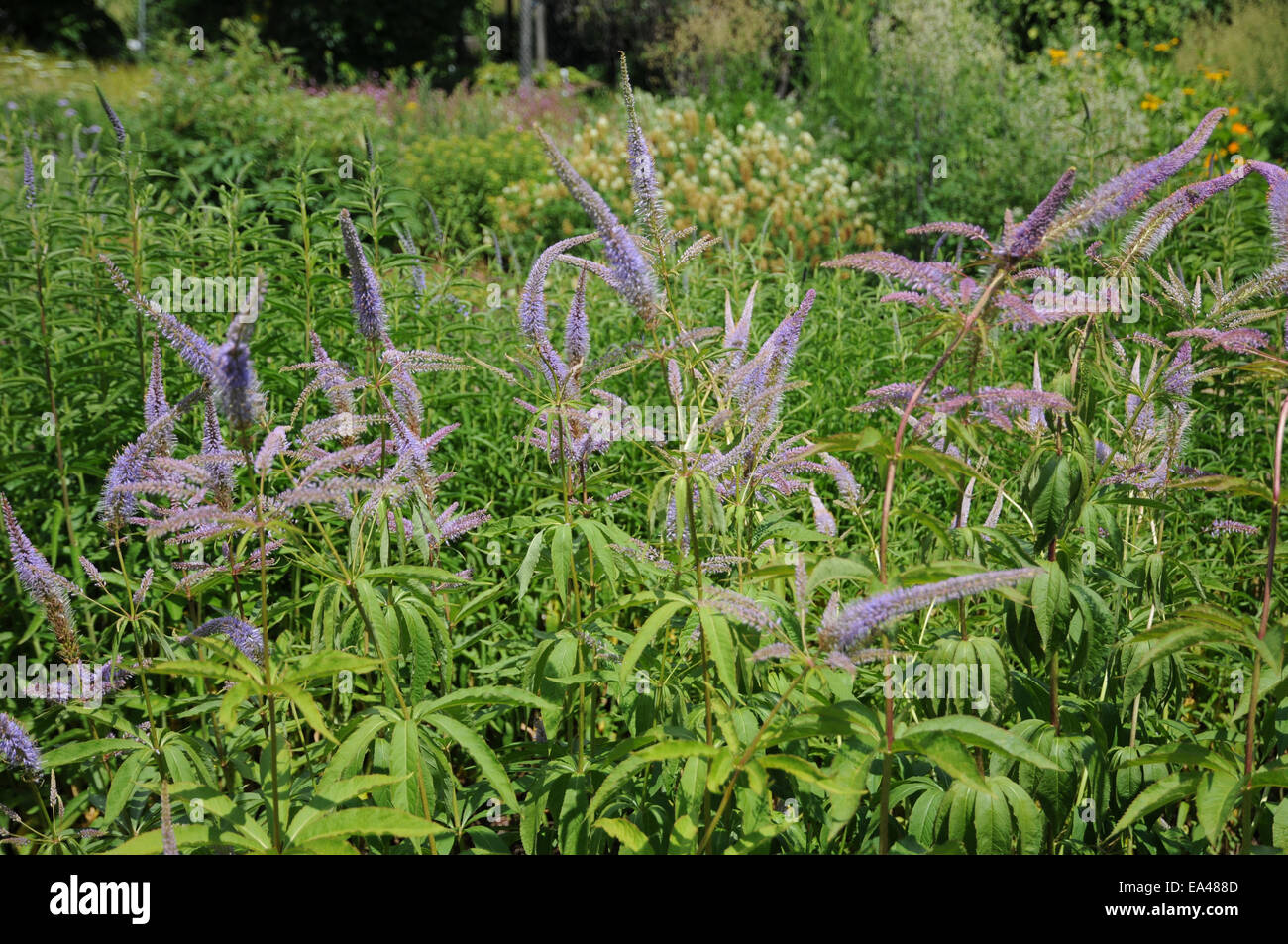 Culvers root veronicastrum virginicum hi-res stock photography and ...