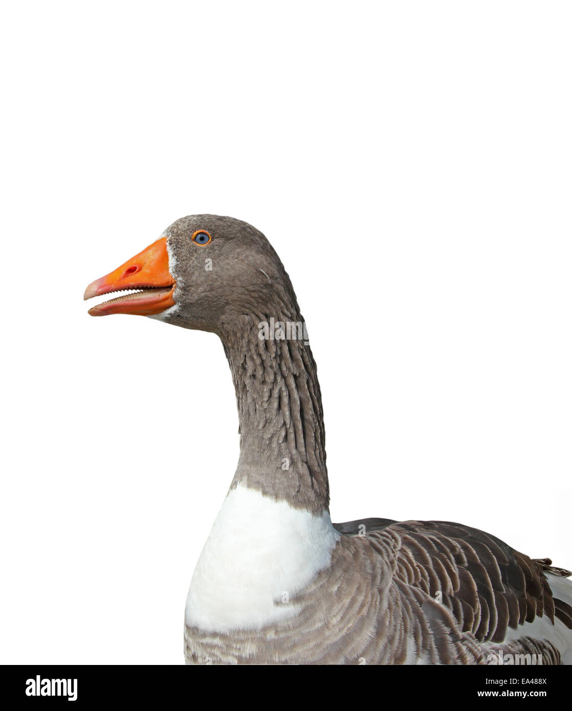 Close Up Goose High Resolution Stock Photography and Images - Alamy
