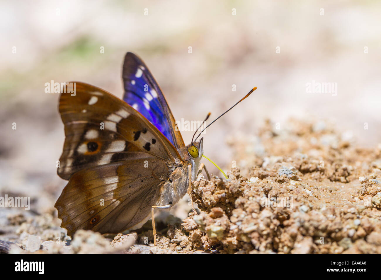 lesser purple emperor Stock Photo - Alamy