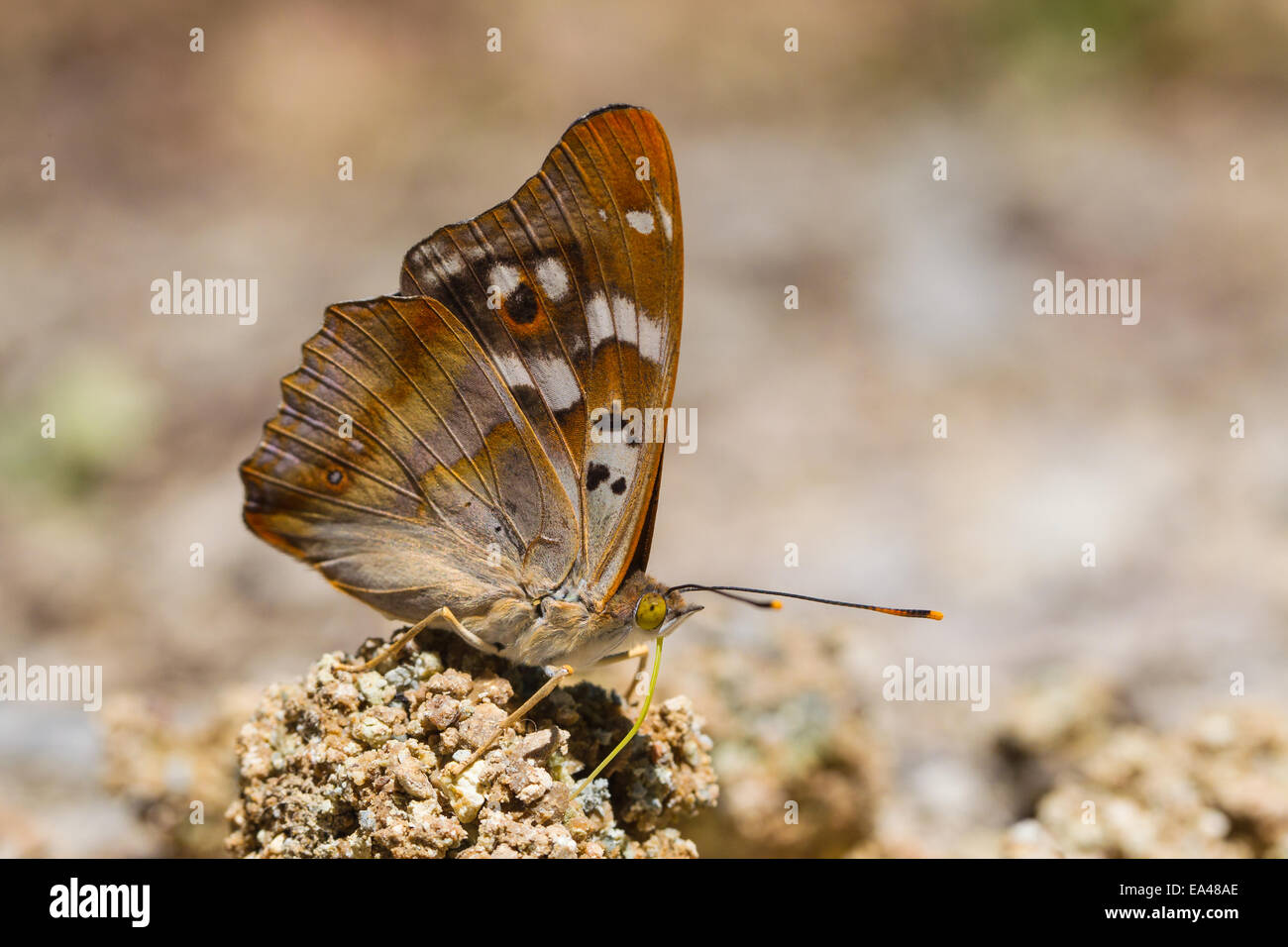 Lesser purple emperor Stock Photo - Alamy