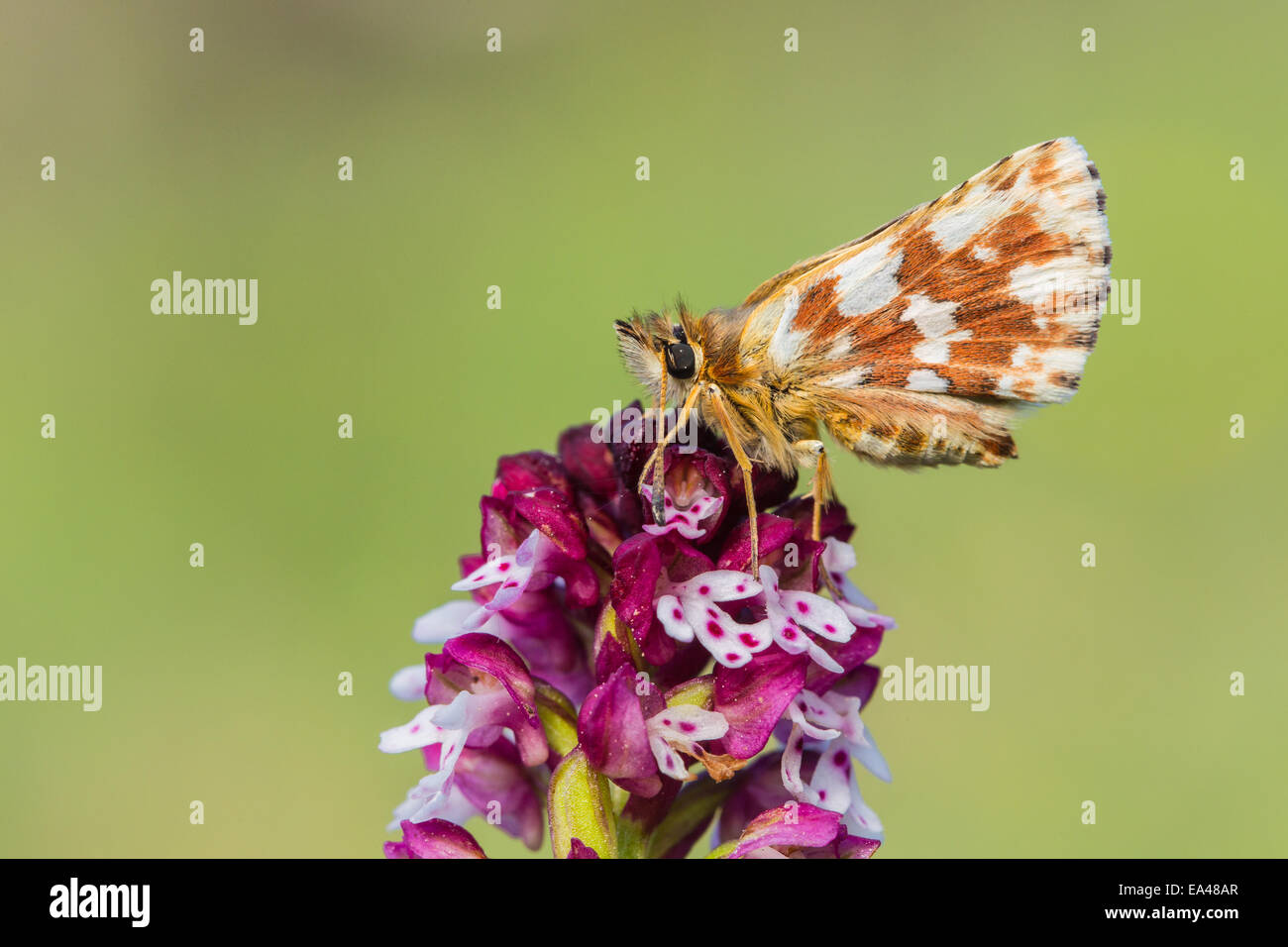 Orange red underwing hi-res stock photography and images - Alamy