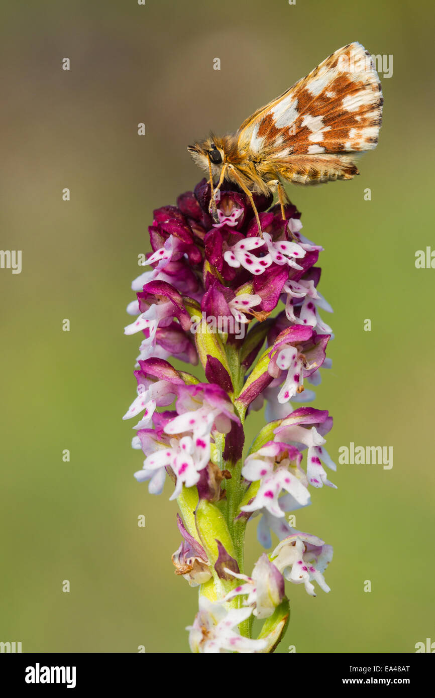 Orange red underwing hi-res stock photography and images - Alamy