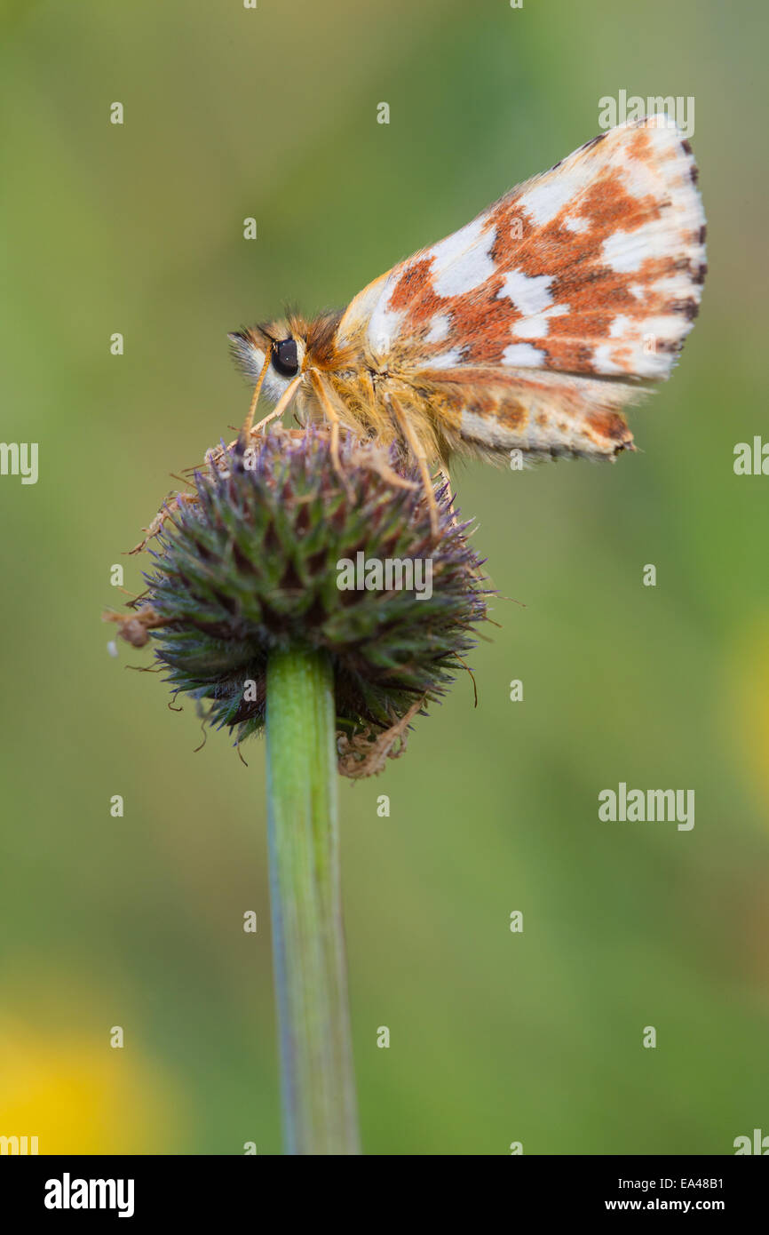 Red underwing hi-res stock photography and images - Alamy