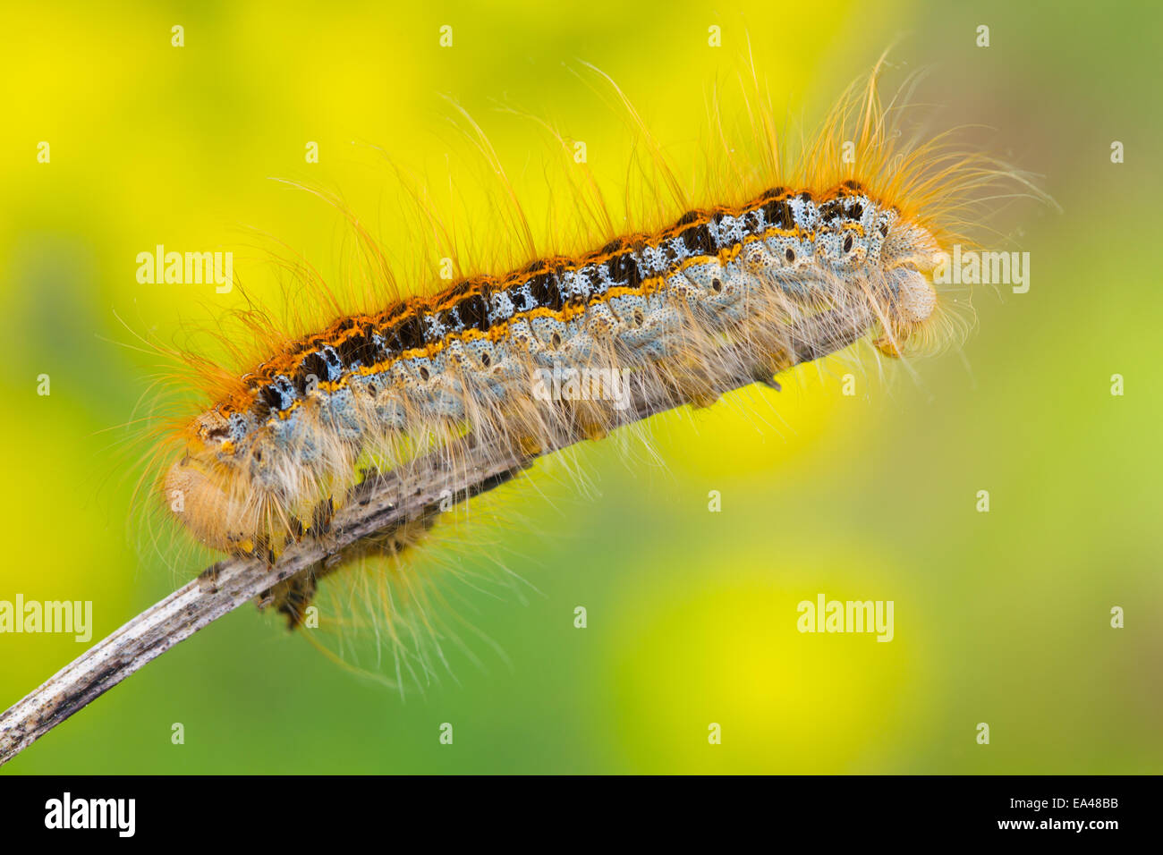 Lackey hi-res stock photography and images - Alamy