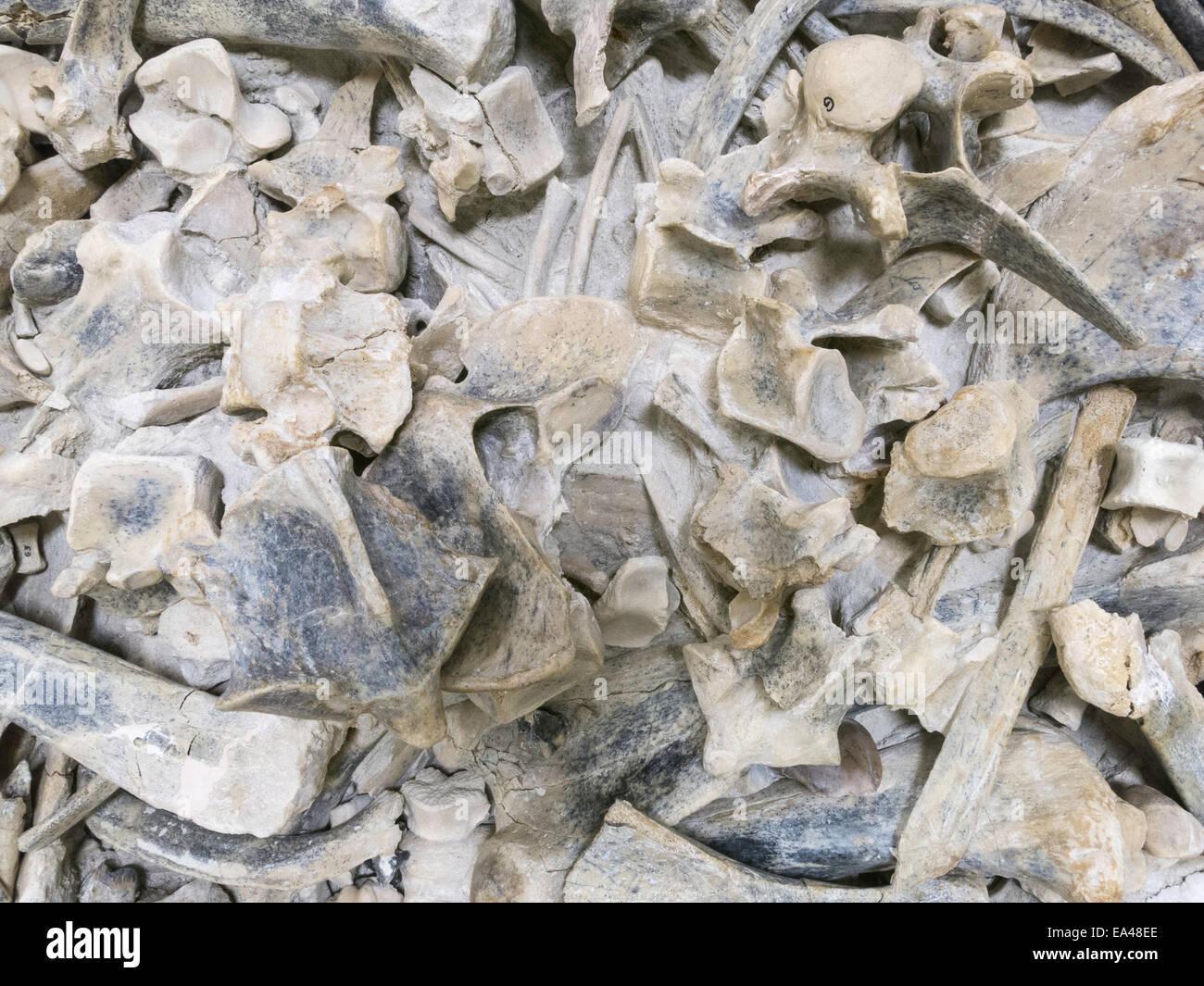 Museum of Geology, South Dakota School of Mines & Technology, Rapid ...