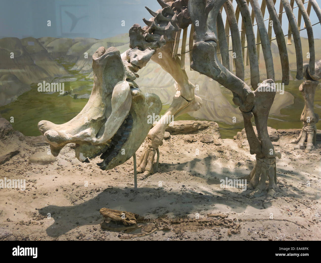 Museum of Geology, South Dakota School of Mines & Technology, Rapid ...