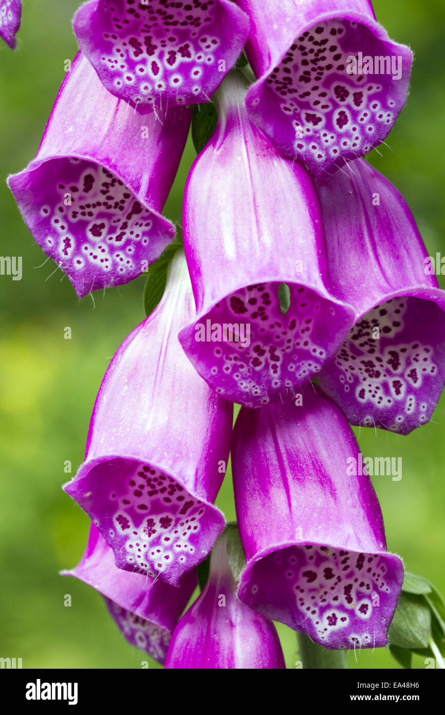 Herzmedikament hi-res stock photography and images - Alamy