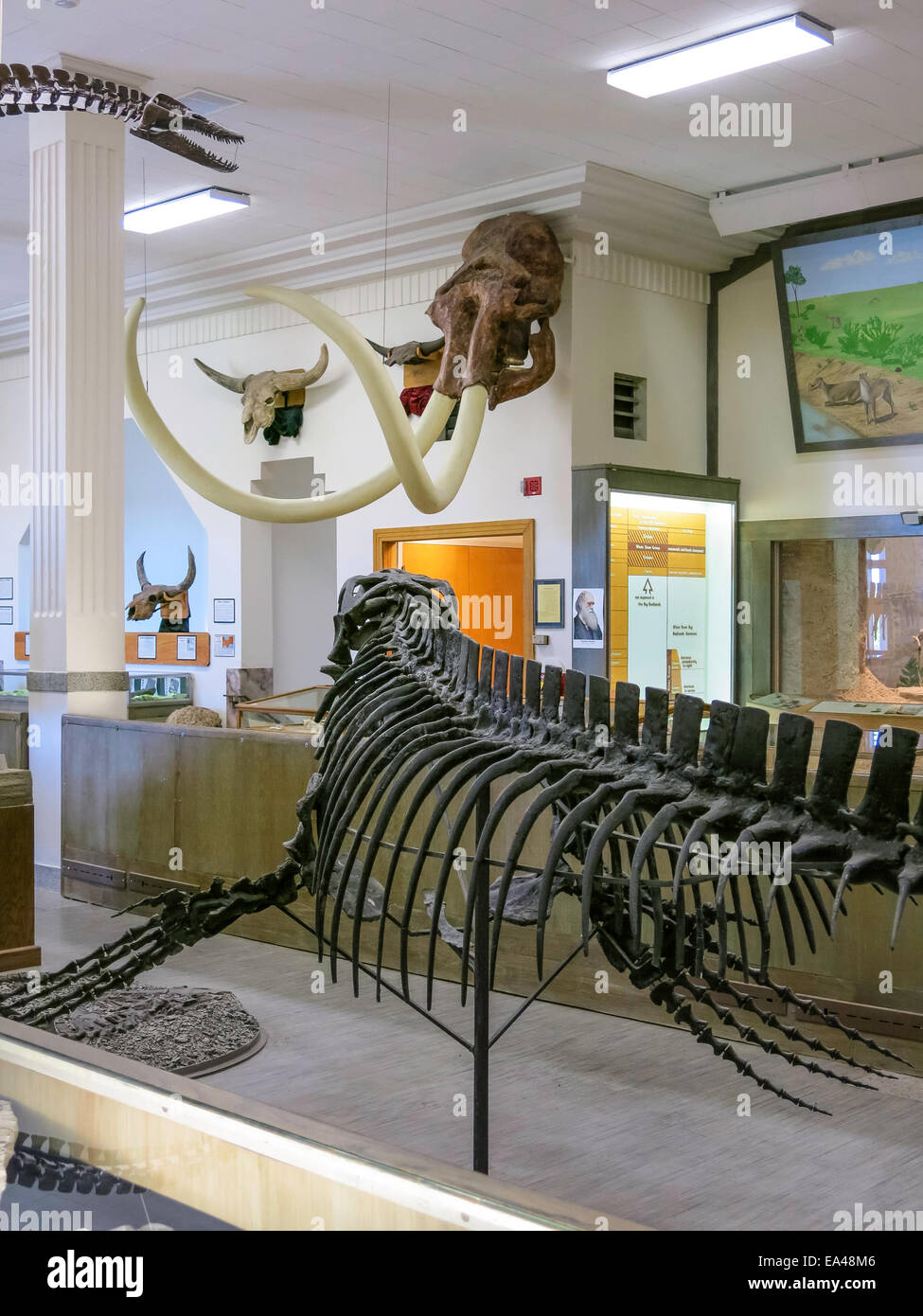 Museum of Geology, South Dakota School of Mines & Technology, Rapid ...